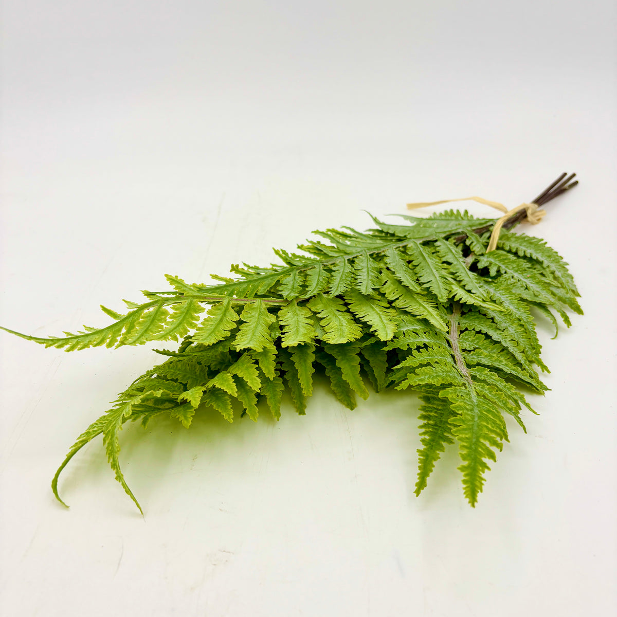 20" Soft Touch Fern Bundle– Design Decor Knoxville