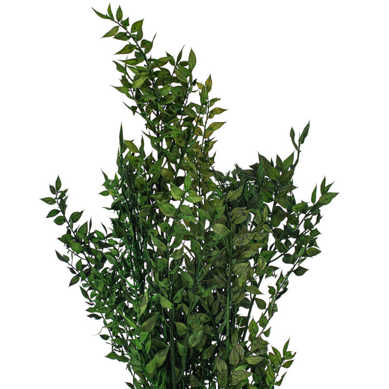 30" Emerald Dried Preserved Ruscus Bunch– Design Decor Knoxville