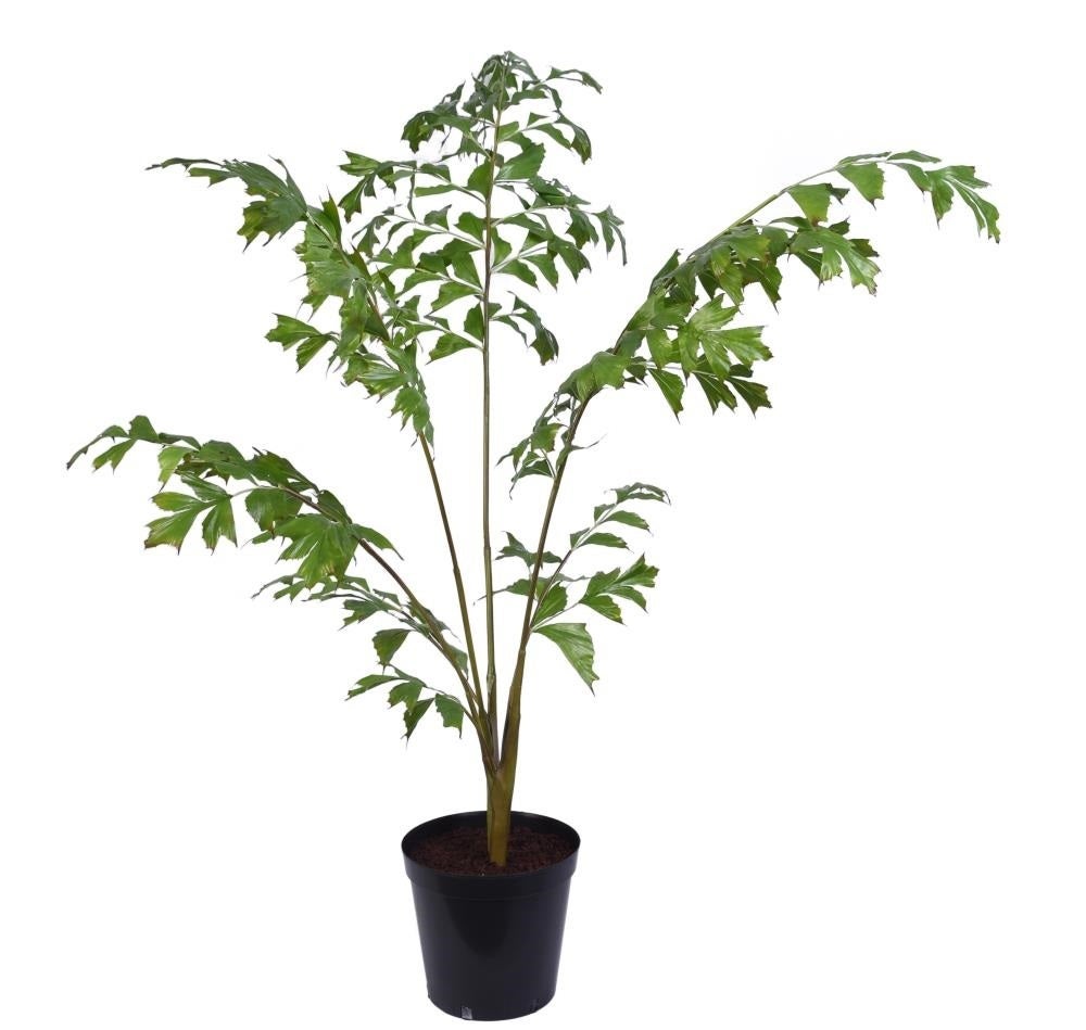 FISH TAIL PALM POTTED– Design Decor Knoxville